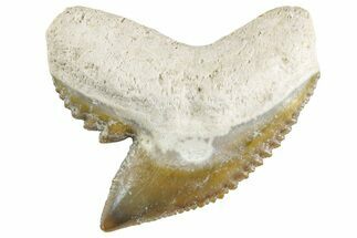 .97" Colorful, Fossil Tiger Shark Tooth - Bone Valley, Florida (#235592 ...