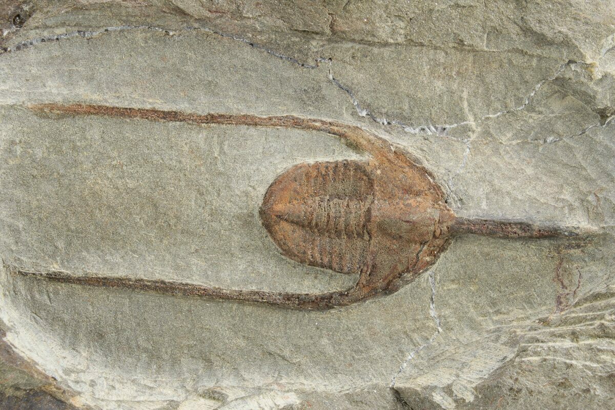 2.1" Lonchodomas (Ampyx) Trilobite - Morocco (#235793) For Sale ...