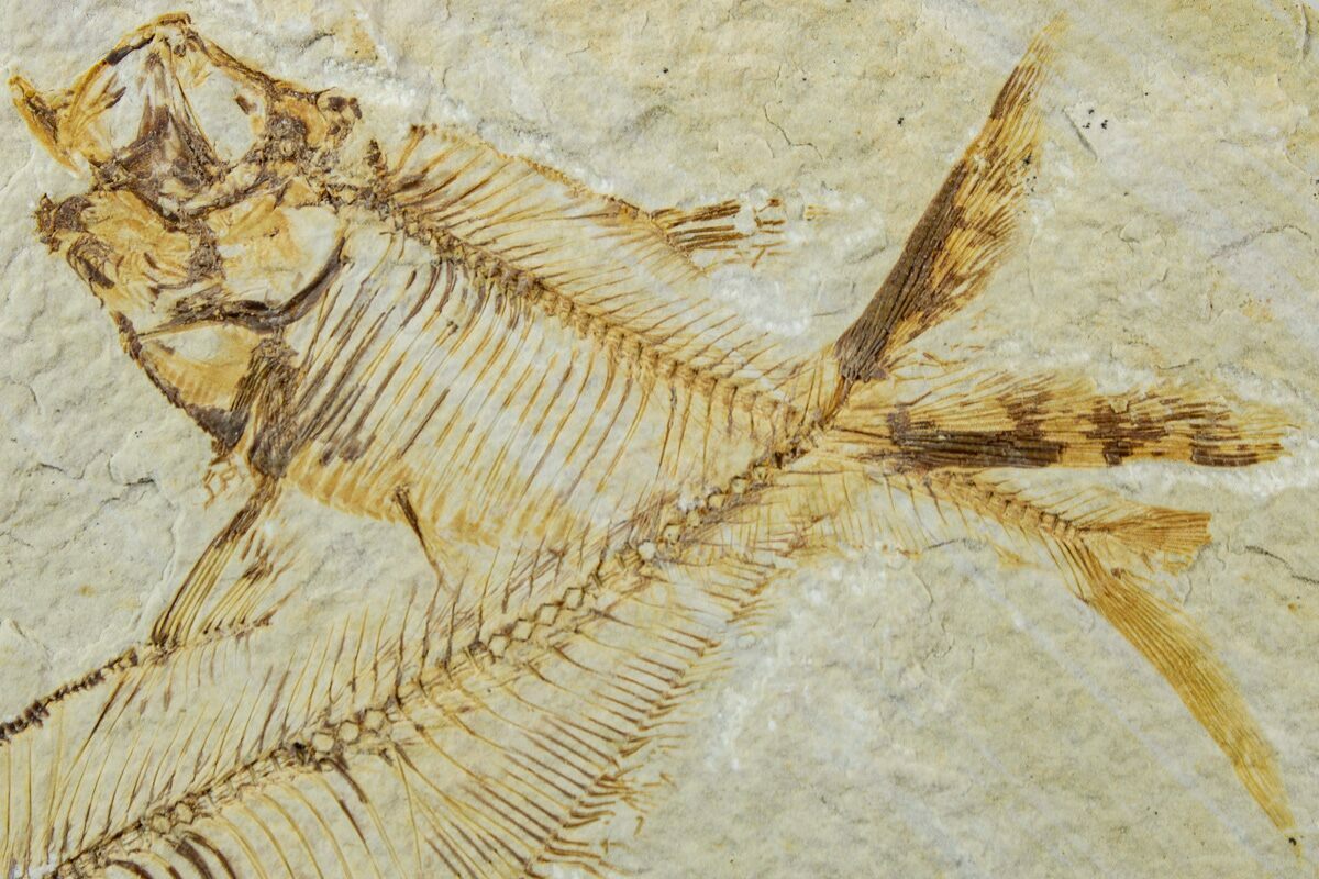 Two Fossil Fish (Diplomystus) - Wyoming (#235779) For Sale - FossilEra.com