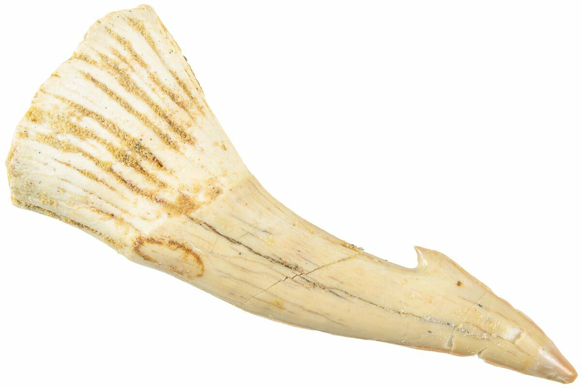 2.65" Fossil Sawfish (Onchopristis) Rostral Barb - Morocco (#236091 ...
