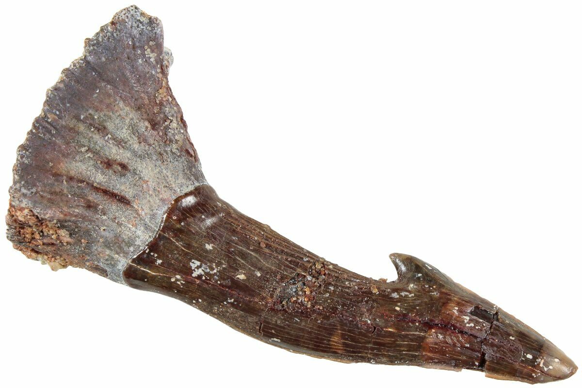 2.3" Fossil Sawfish (Onchopristis) Rostral Barb - Morocco (#236092) For ...