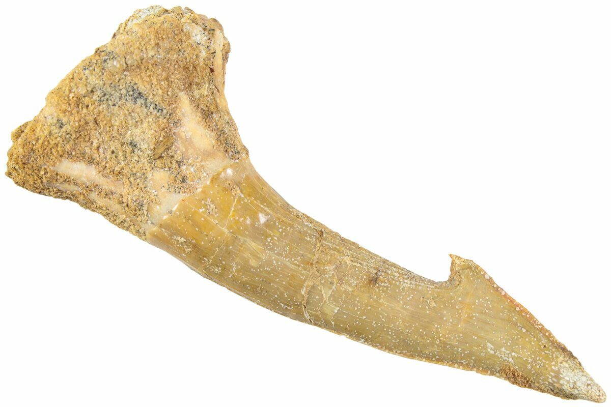 2.55" Fossil Sawfish (Onchopristis) Rostral Barb - Morocco (#236094 ...