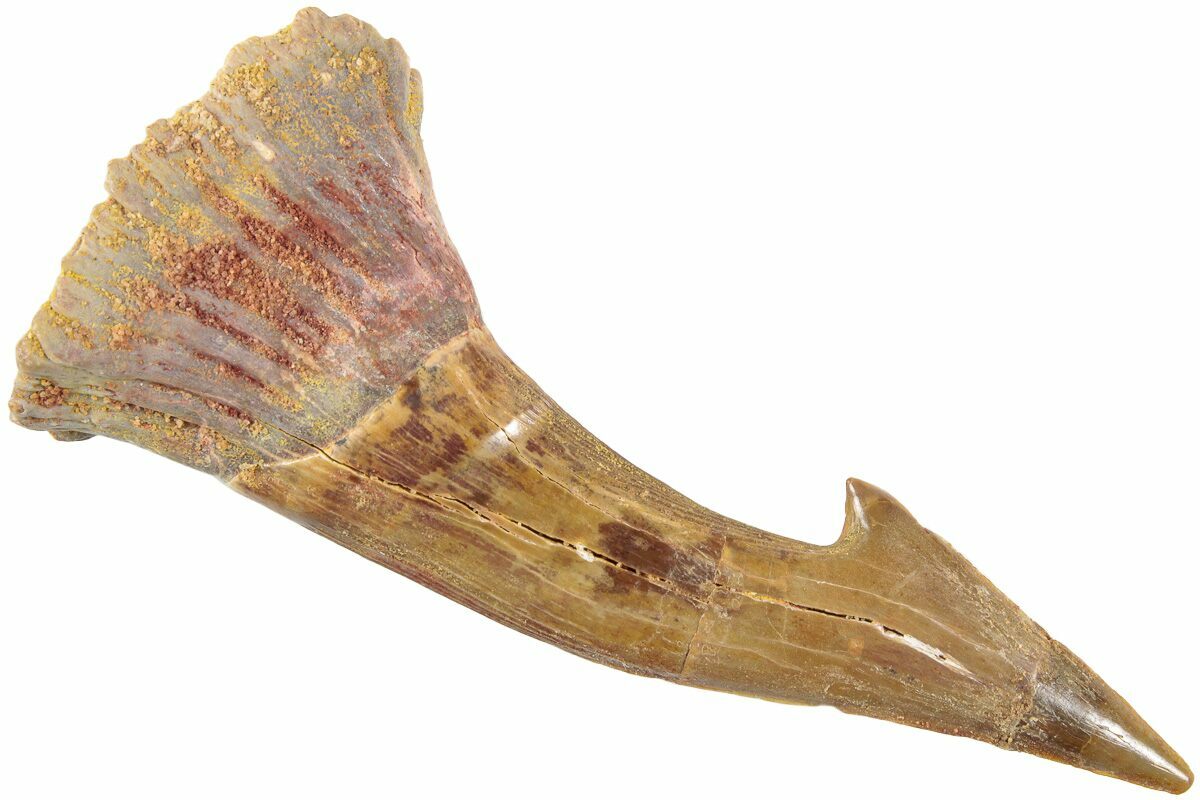 2.85" Fossil Sawfish (Onchopristis) Rostral Barb - Morocco (#236096 ...