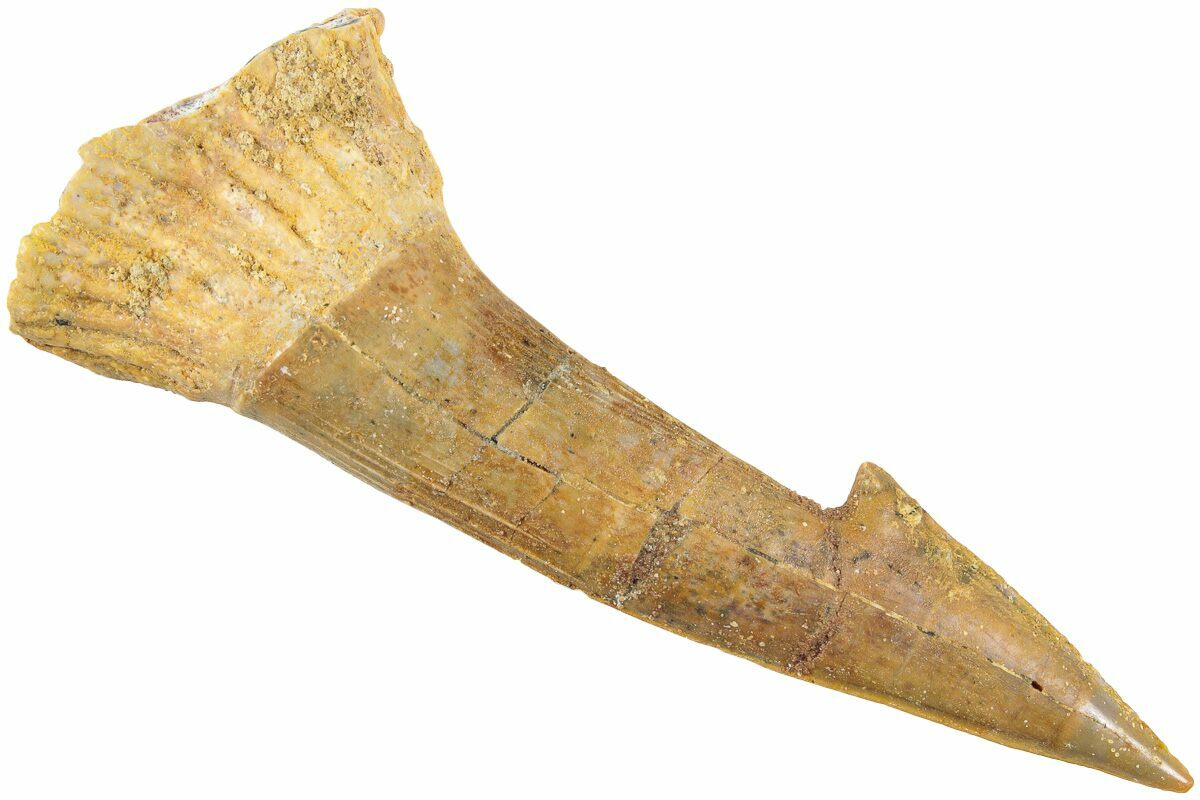 3.4" Fossil Sawfish (Onchopristis) Rostral Barb - Morocco (#236100) For ...