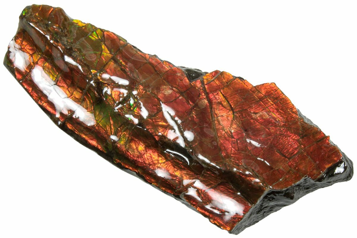 2" Iridescent Ammolite (Fossil Ammonite Shell) - Alberta, Canada ...