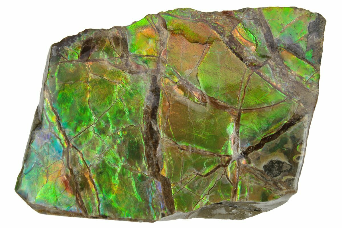 1.2" Iridescent Ammolite (Fossil Ammonite Shell) - Alberta (#236416 ...