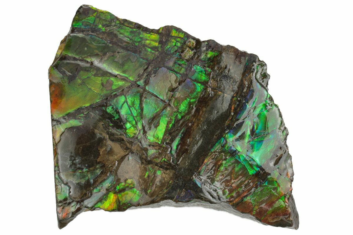 1.5" Rainbow-Colored Ammolite (Fossil Ammonite Shell) - Alberta ...