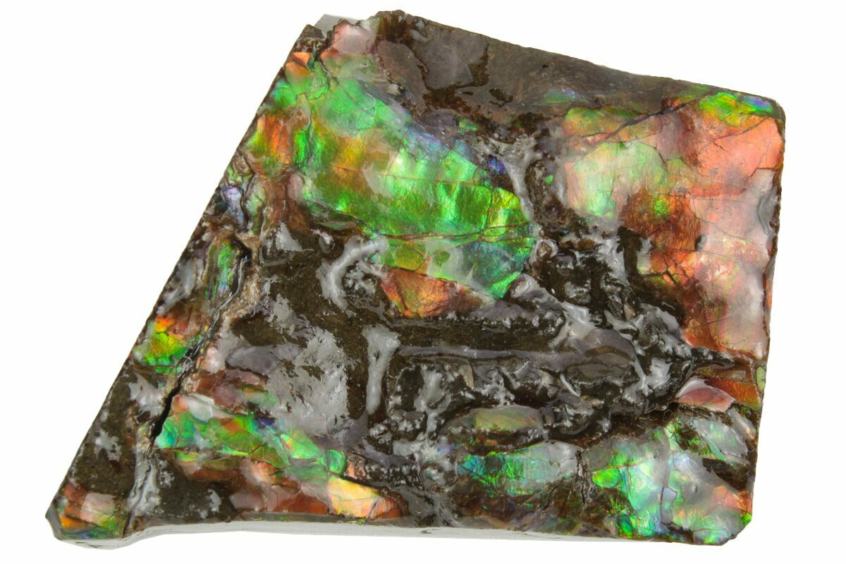 1.3" Iridescent Ammolite (Fossil Ammonite Shell) - Alberta (#236428 ...
