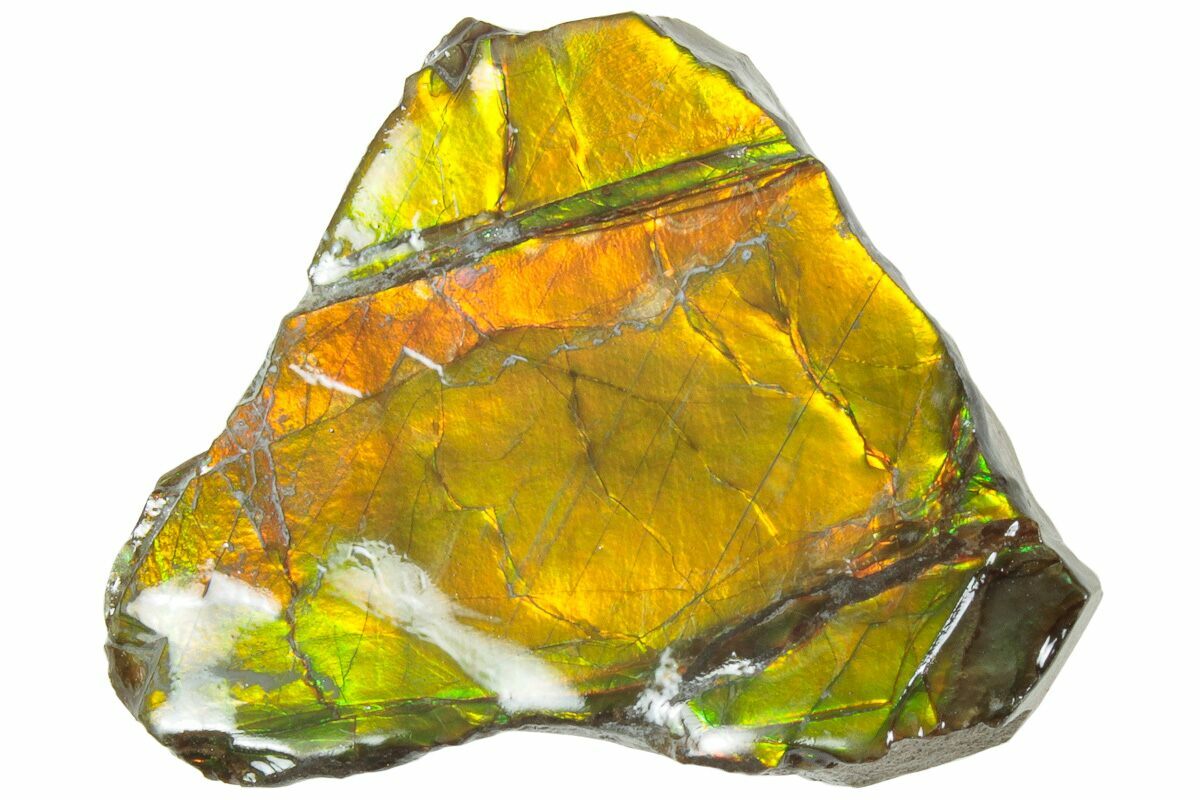 1.36" Iridescent Ammolite (Fossil Ammonite Shell) - Alberta (#236439 ...