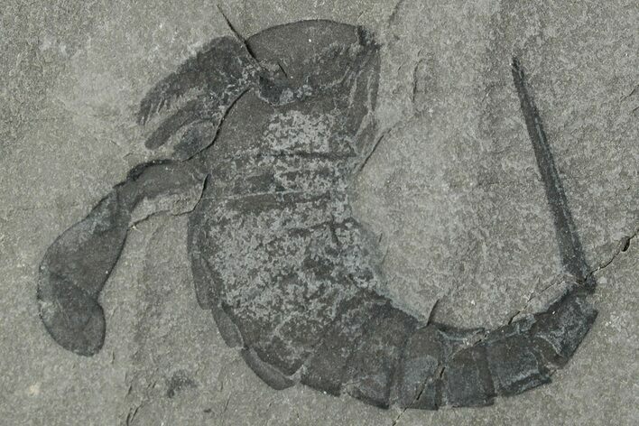 1.4" Eurypterus (Sea Scorpion) Fossil - New York (#236949) For Sale ...