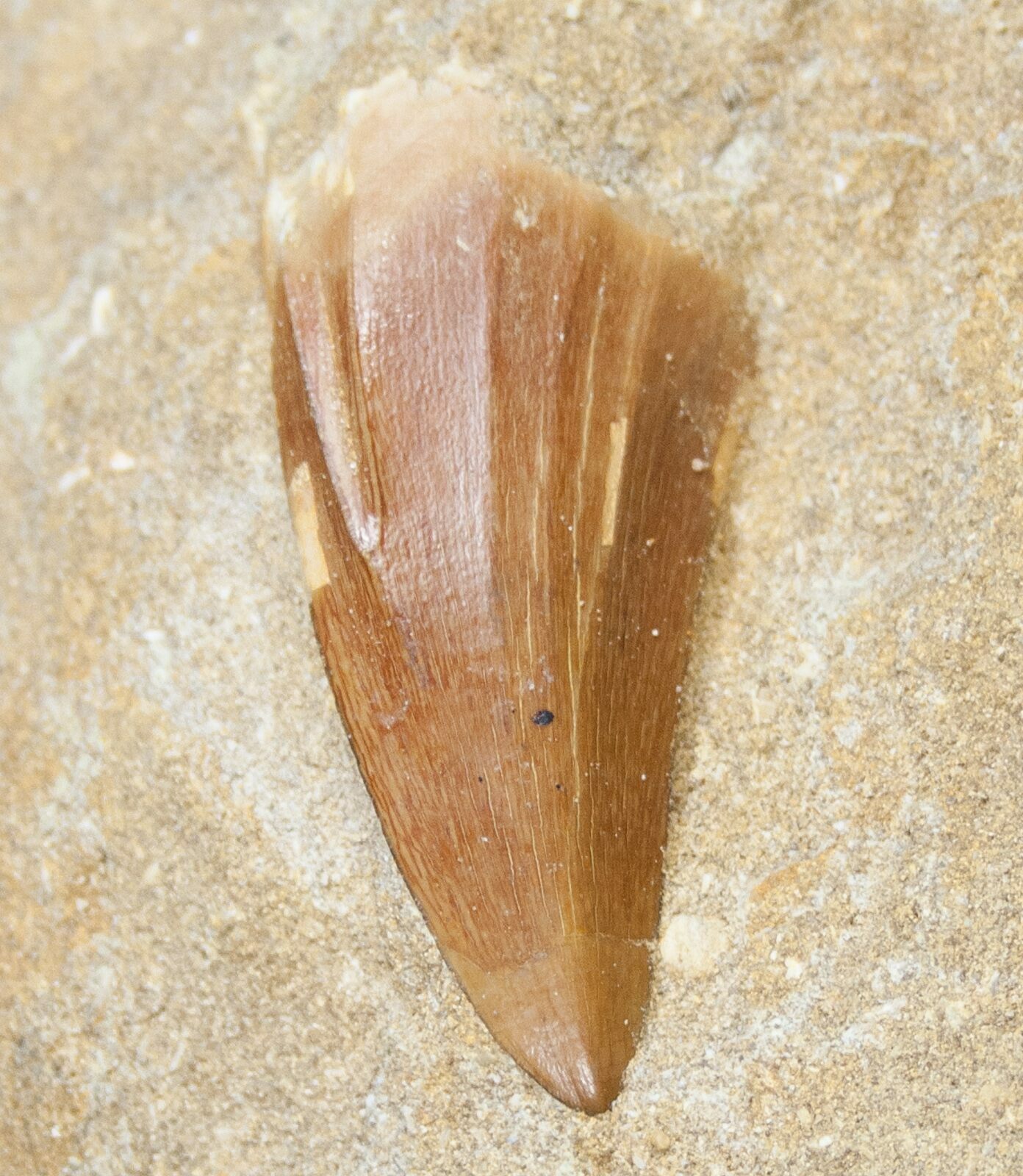 1.85" Fossil Mosasaurus Tooth In Matrix (#14243) For Sale - FossilEra.com