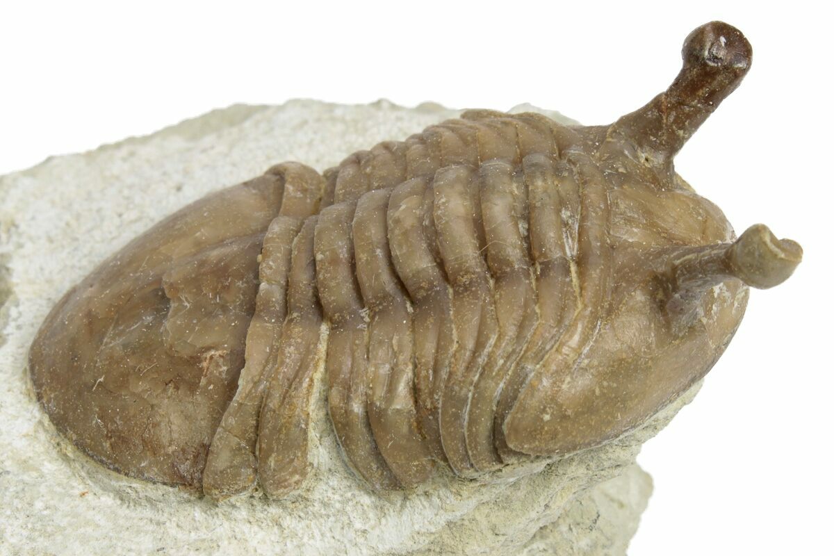 1.6" Stalk-Eyed Asaphus Kowalewskii Trilobite - Russia (#237029) For ...