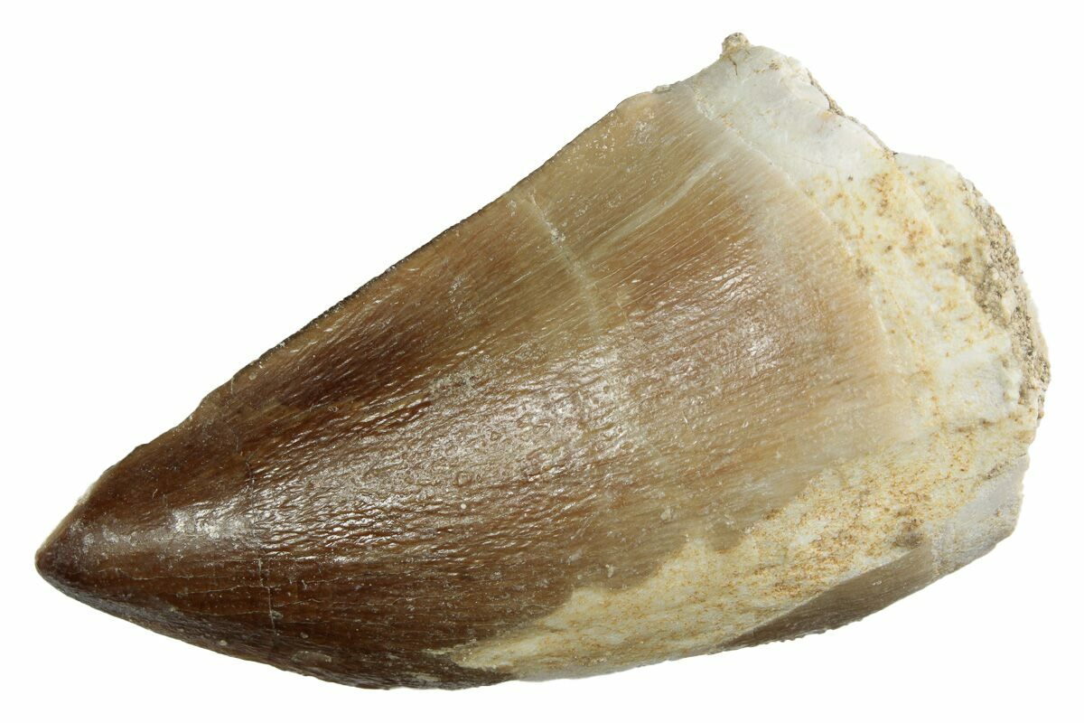 1.8" Fossil Mosasaur (Prognathodon) Tooth - Morocco (#237110) For Sale ...