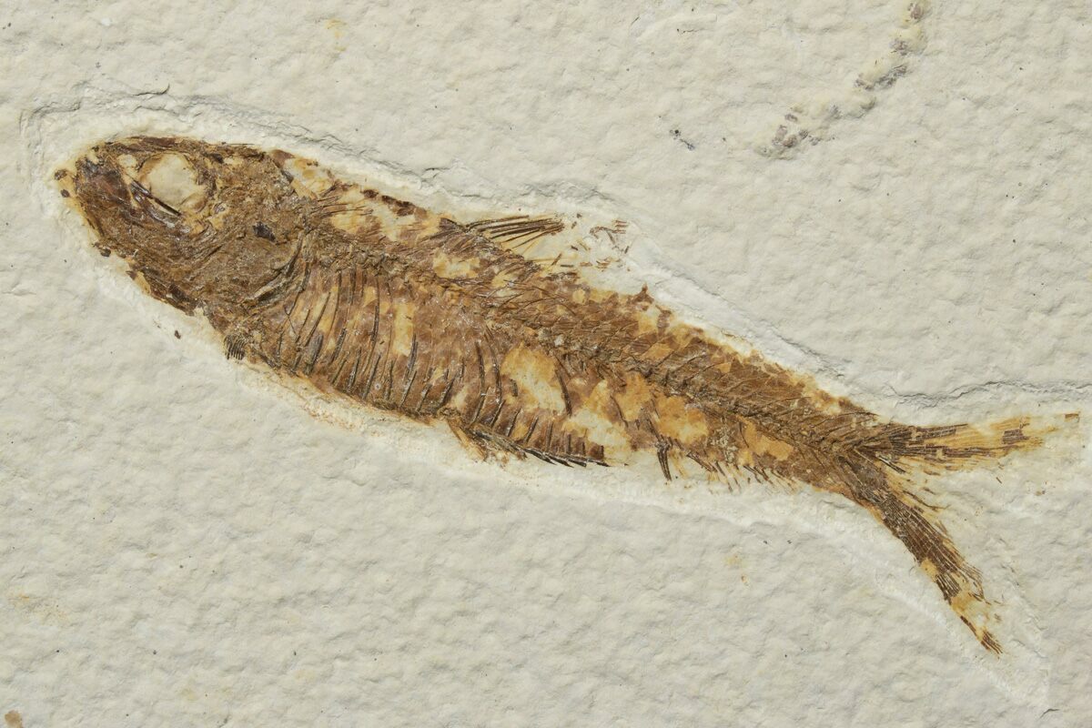 3.3" Fossil Fish (Knightia) - Green River Formation (#237194) For Sale ...