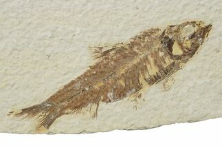 3.65" Fossil Fish (Diplomystus) - Green River Formation (#233096) For ...