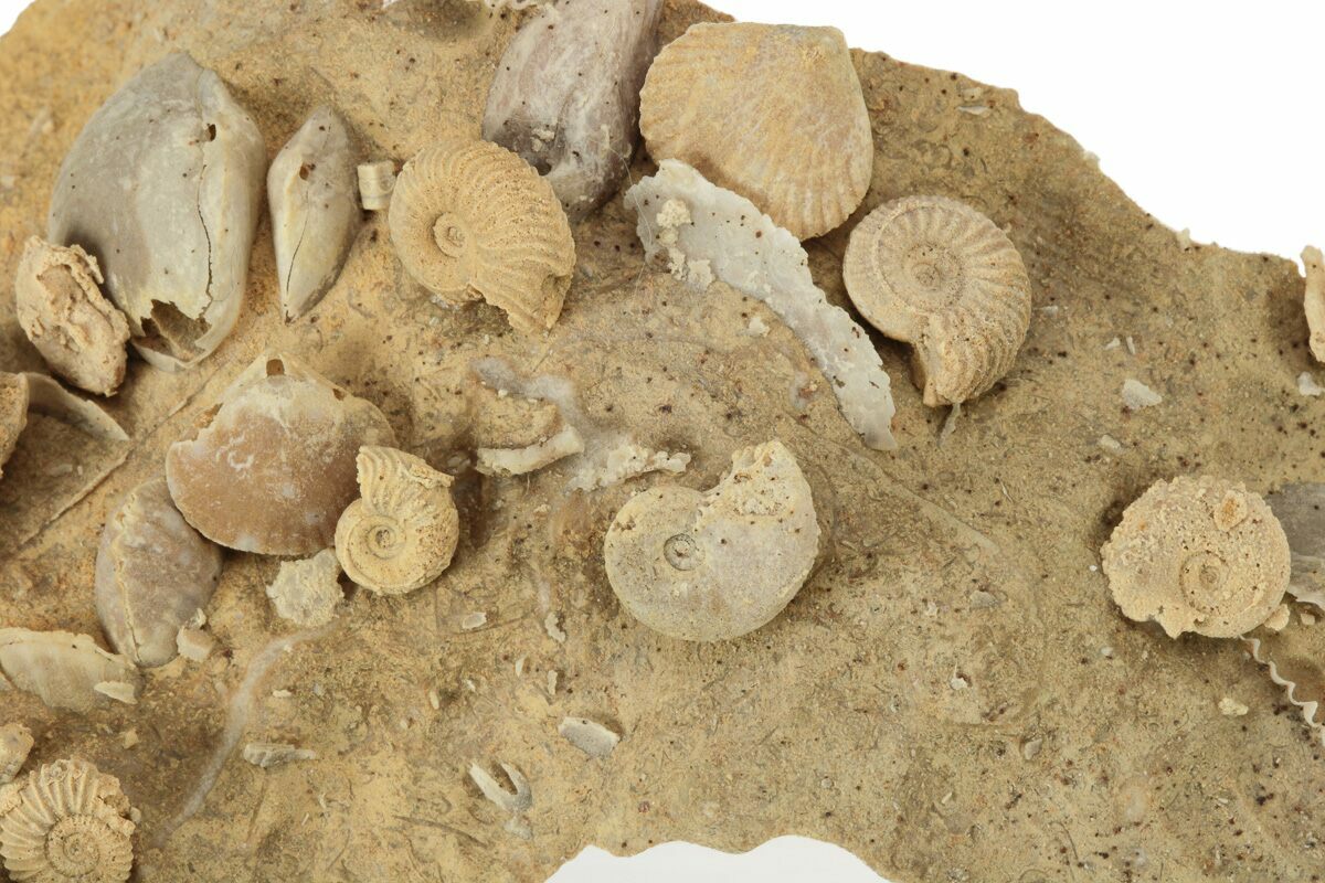 3.9" Miniature Fossil Cluster (Ammonites, Brachiopods) - France ...