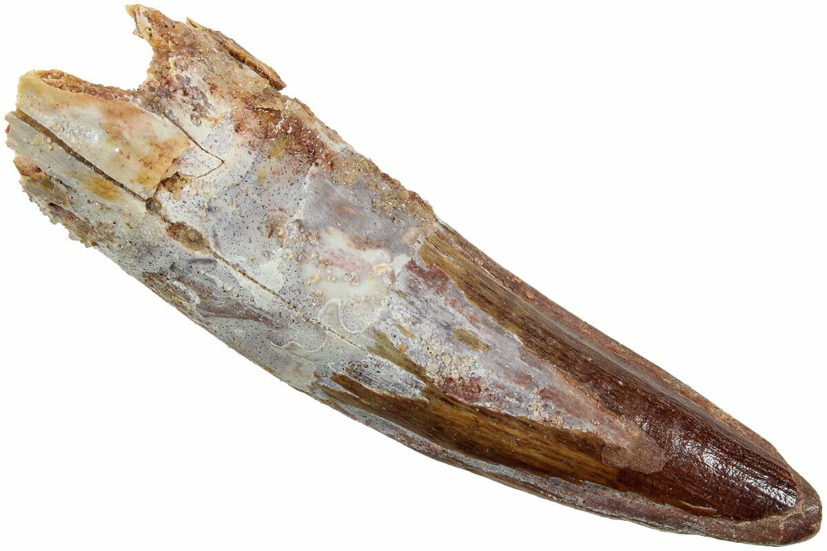 3" Fossil Spinosaurus Tooth - Real Dinosaur Tooth (#237367) For Sale ...