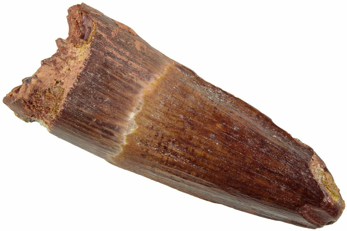 1.89" Fossil Spinosaurus Tooth - Real Dinosaur Tooth (#237361) For Sale ...
