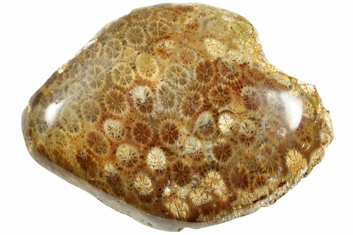 2.9" Polished Fossil Coral Head - Indonesia (#237480) For Sale ...