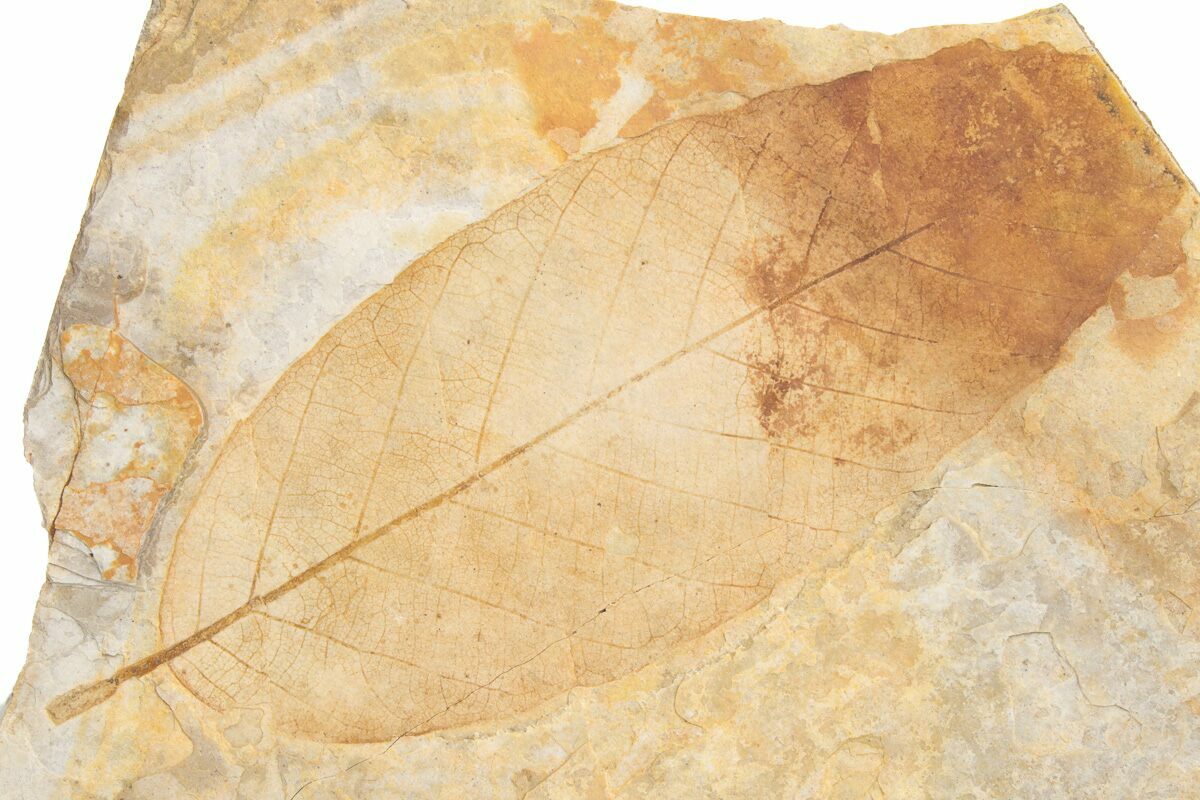 3.5" Fossil Leaf (Fagus sp.) - McAbee, BC (#237715) For Sale ...