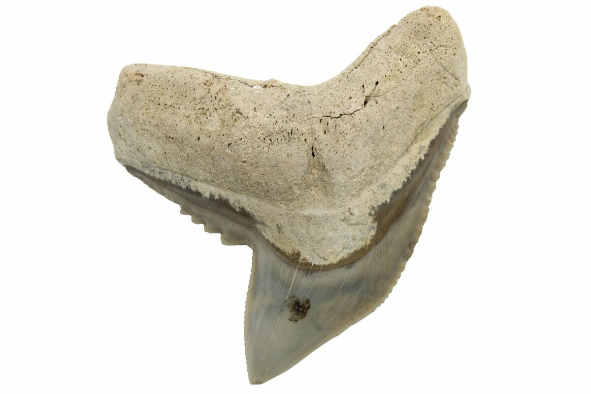 1.3" Fossil Tiger Shark (Galeocerdo) Tooth - Aurora, NC (#237988) For ...