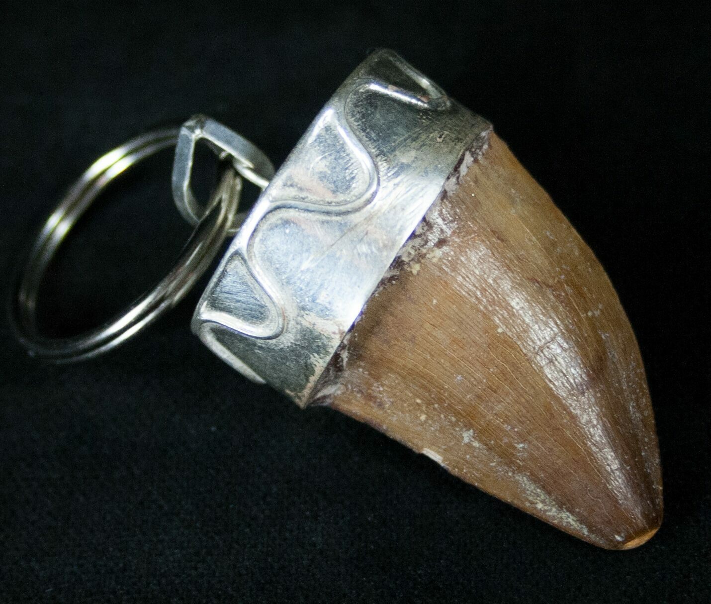 Authentic Fossil Mosasaurus Tooth Keychain (#14309) For Sale ...