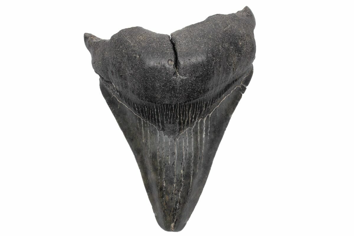 3.48" Fossil Megalodon Tooth - South Carolina (#236367) For Sale ...