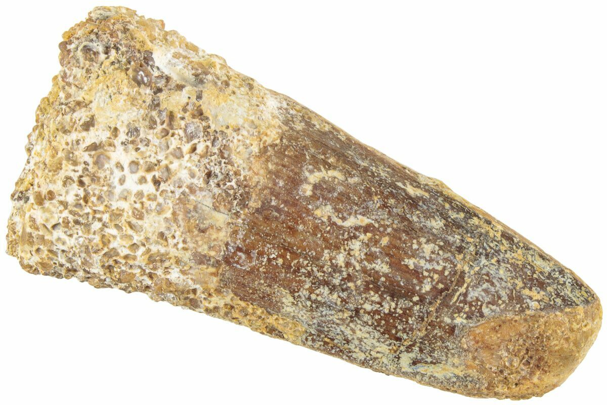 1.9" Fossil Spinosaurus Tooth - Real Dinosaur Tooth (#238297) For Sale ...