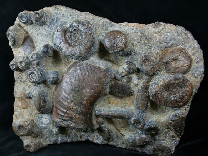 Plate of Devonian Ammonites From Morocco - 12" (#14314) For Sale ...