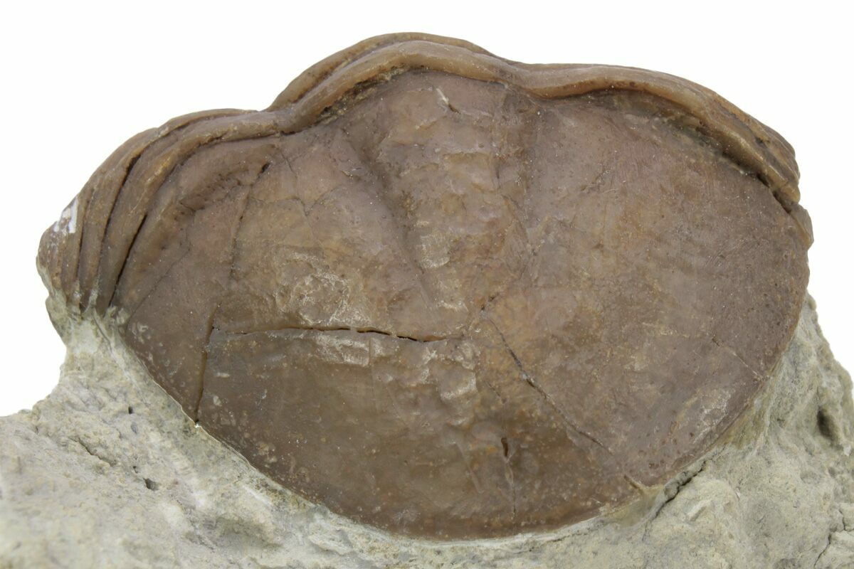 2.1" Stalk-Eyed Asaphus Kowalewskii Trilobite - Russia (#238526) For ...