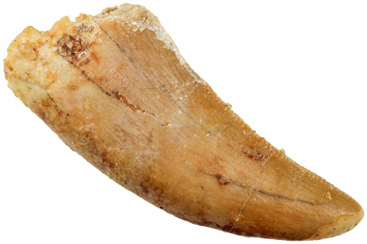 Serrated, 1.1" Theropod (Deltadromeus?) Pre-Max Tooth - Morocco ...