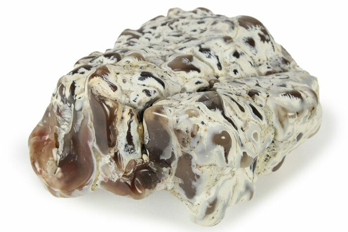 3.6" Pink Agate Petrified Wood Limb Cast - Nevada (#152123) For Sale ...