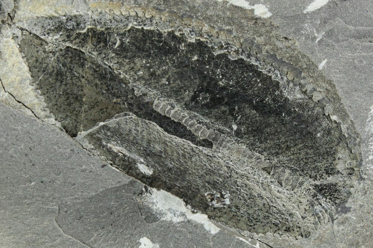 7.2" Plate of Ordovician Graptolite (Phyllograptus) Fossils - Utah ...