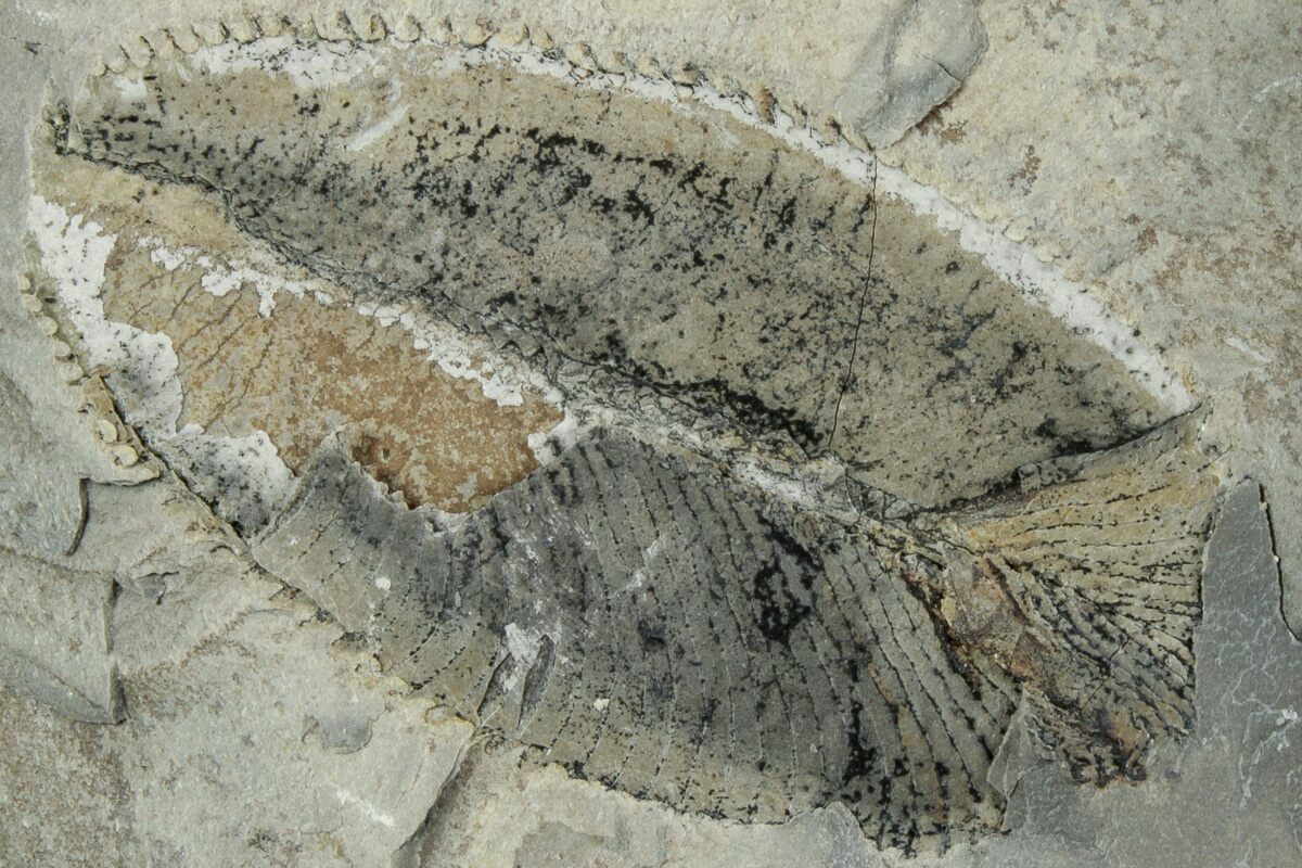 1.2" Ordovician Graptolite (Phyllograptus) - Fillmore Formation, Utah ...