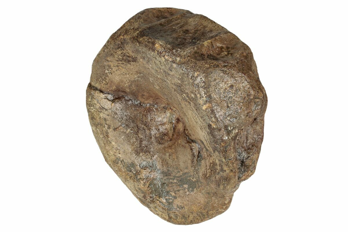 3.9" Fossil Ichthyosaur (Brachypterygius) Vertebra - England (#238922 ...