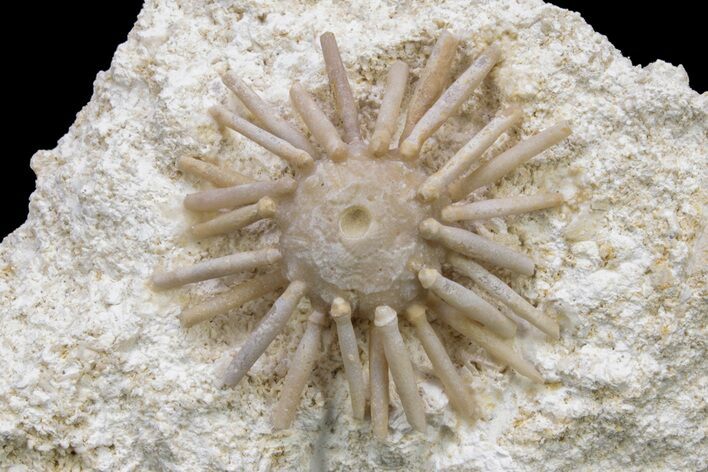1.7" Cretaceous Fossil Urchin (Salenia) - Missour, Morocco (#240000 ...
