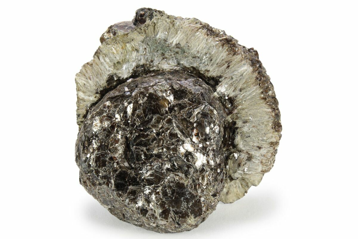 1.9" Fibrous Anthophyllite on Phlogopite (Hermanov Sphere) (#239624 ...