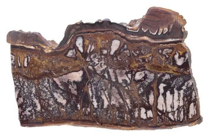 5.7" Polished Outback Jasper - Western Australia (#240024) For Sale ...