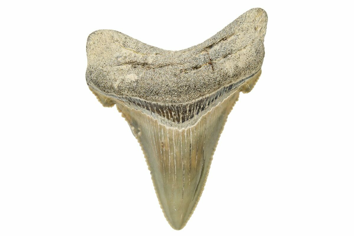 1.88" Serrated Angustidens Tooth - Megalodon Ancestor (#240174) For ...