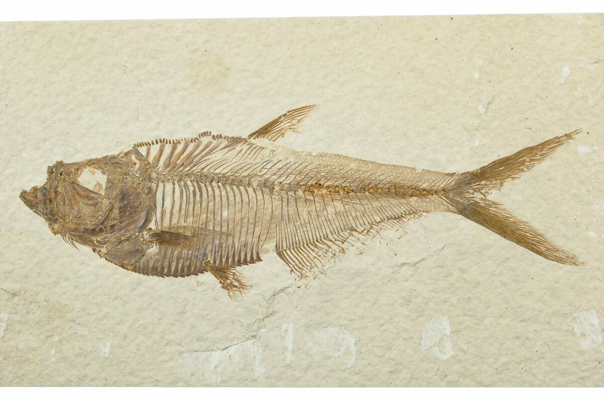5.5" Fossil Fish (Diplomystus) - Wyoming (#240363) For Sale - FossilEra.com
