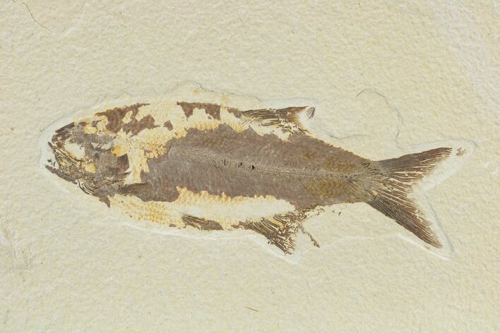 6" Very Rare Fossil Mooneye Fish (Eohiodon) - Wyoming (#240368) For ...