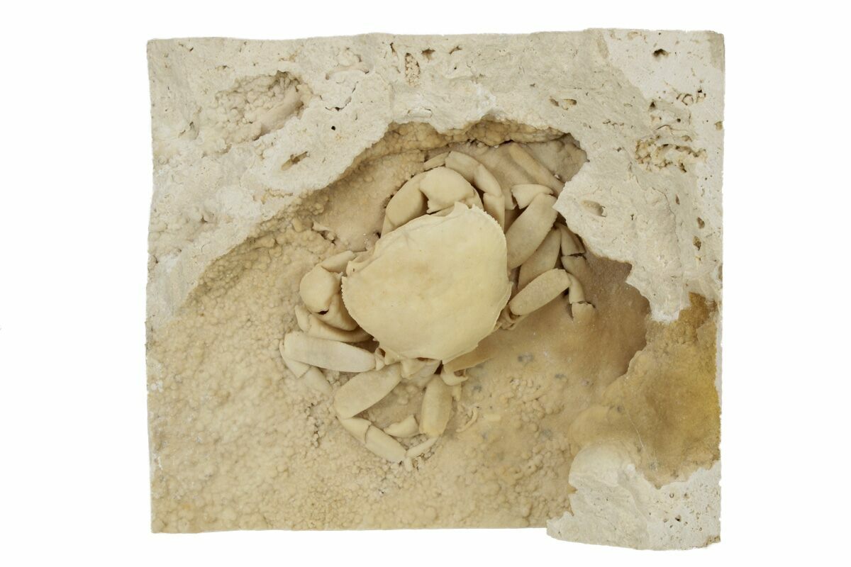 2.9" Fossil Crab (Potamon) Preserved in Travertine - Turkey (#240445 ...