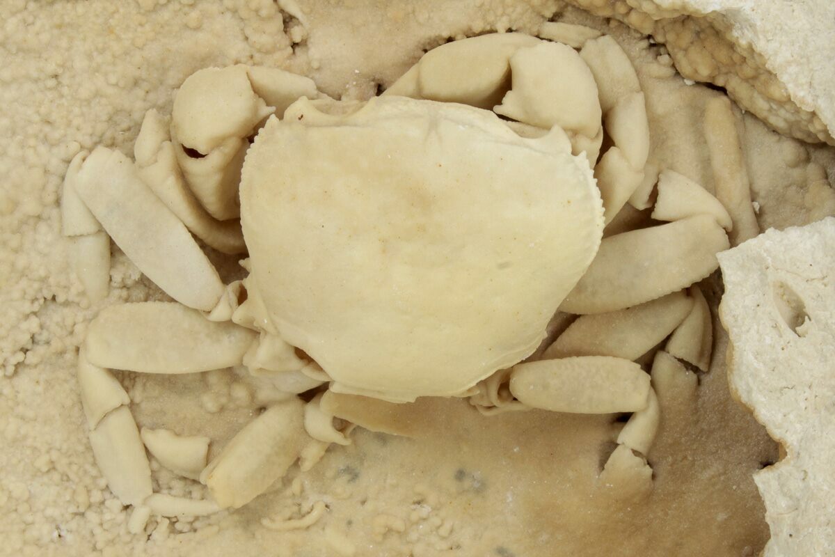 2.9" Fossil Crab (Potamon) Preserved in Travertine - Turkey (#240445 ...