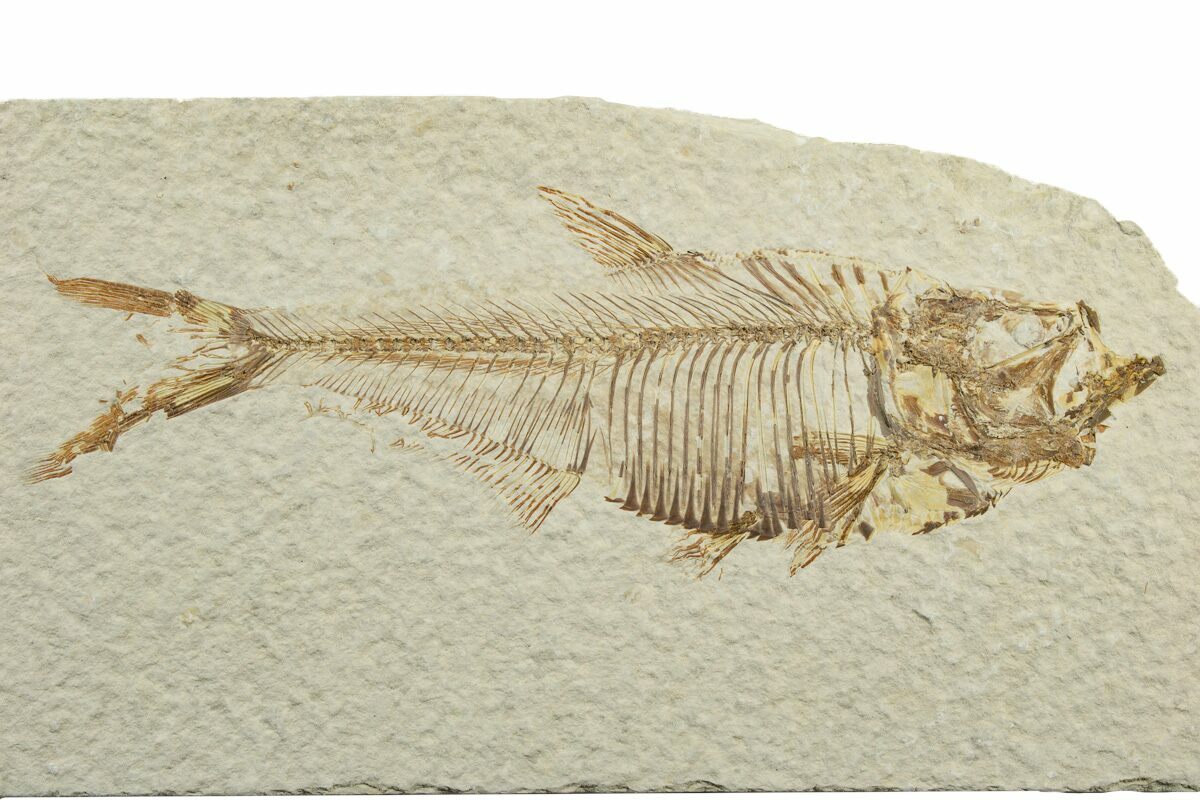 5" Fossil Fish (Diplomystus) - Wyoming (#240401) For Sale - FossilEra.com