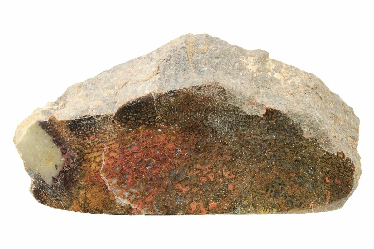 2.7" Polished Dinosaur Bone (Gembone) Section - Utah (#240582) For Sale ...