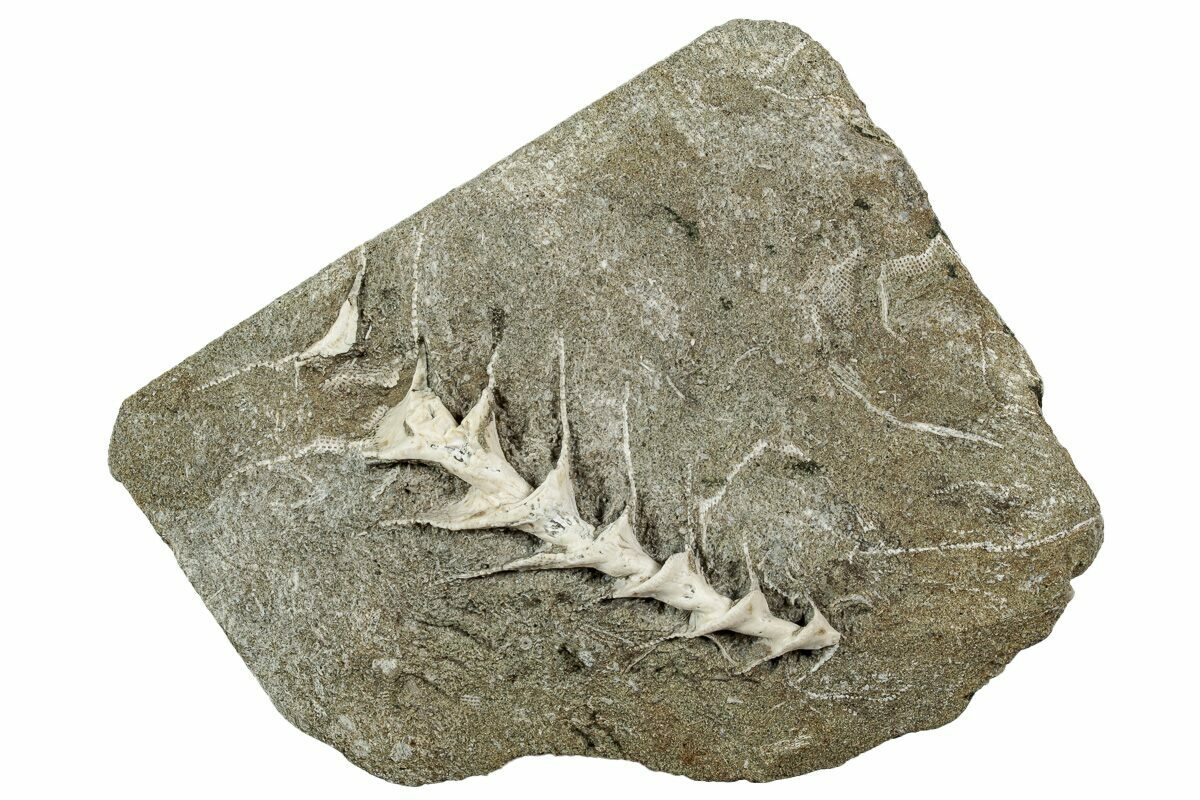 1.9" Archimedes Screw Bryozoan Fossil - Illinois (#240558) For Sale ...