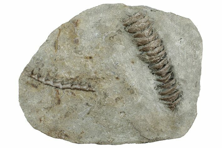 Archimedes Screw Bryozoan Fossils - Illinois (#240551) For Sale ...