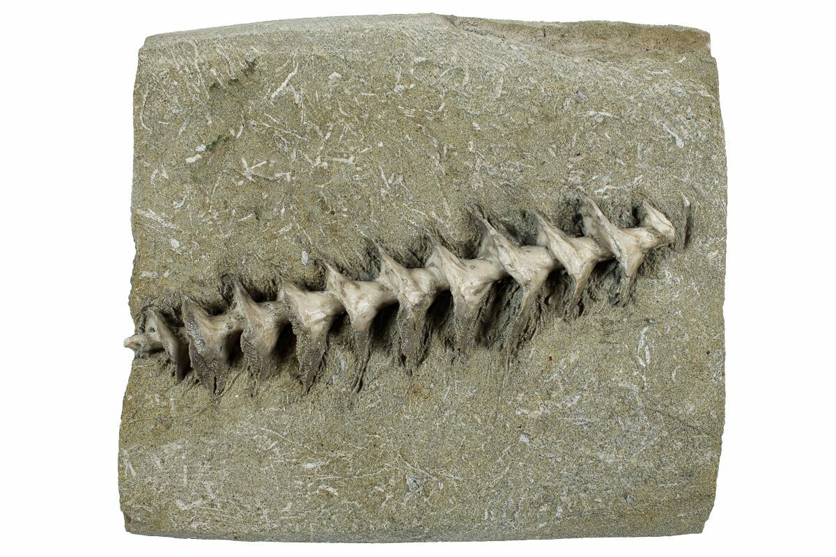 4.7" Archimedes Screw Bryozoan Fossil - Illinois (#240552) For Sale ...
