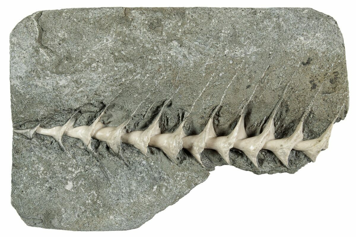 3.7" Archimedes Screw Bryozoan Fossil - Illinois (#240556) For Sale ...