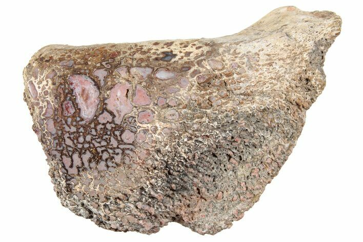 2.3" Polished Dinosaur Bone (Gembone) Section - Utah (#240712) For Sale ...